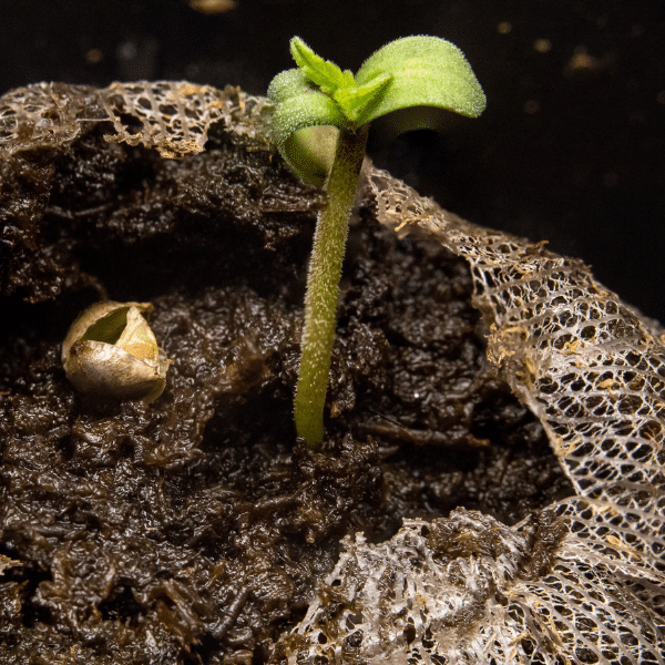 Uniek Kweektraject voor gratis producten